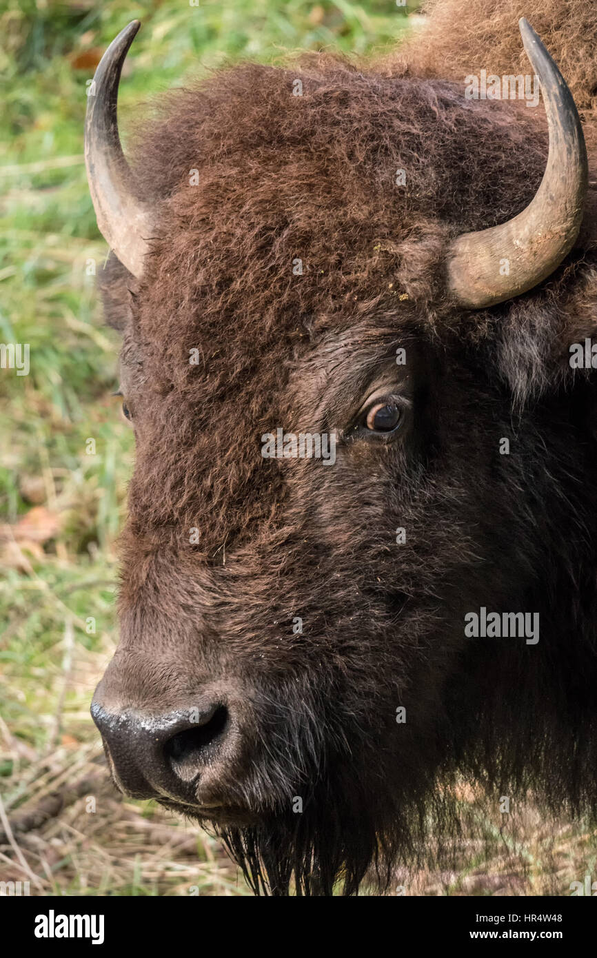 Portrait of a male (bull) American Bison at Northwest Trek Wildlife ...