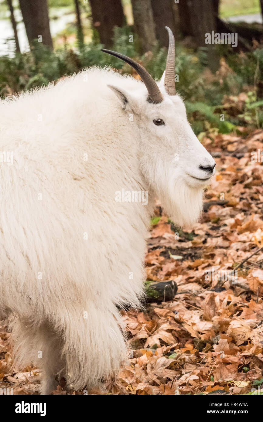 Furry thick fur washington hi-res stock photography and images - Alamy