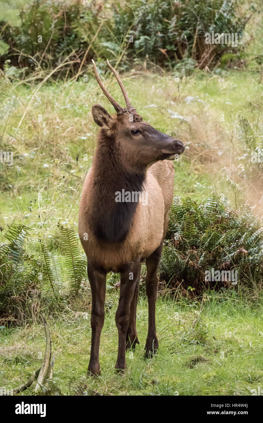 Bull elk juvenile hi-res stock photography and images - Alamy