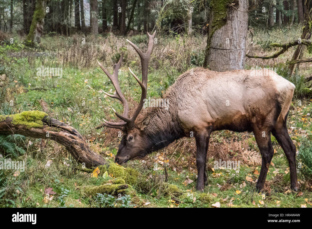 American Elk grazing in the forest at Northwest Trek Wildlife Park near ...