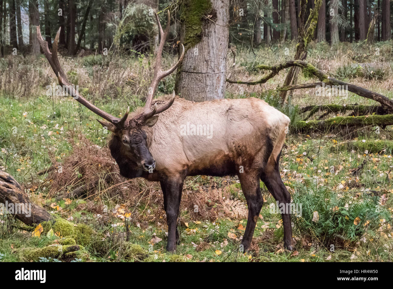 American Elk standing in the forest at Northwest Trek Wildlife Park ...
