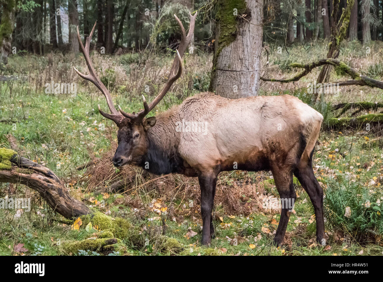 Side view large bull elk hi-res stock photography and images - Alamy