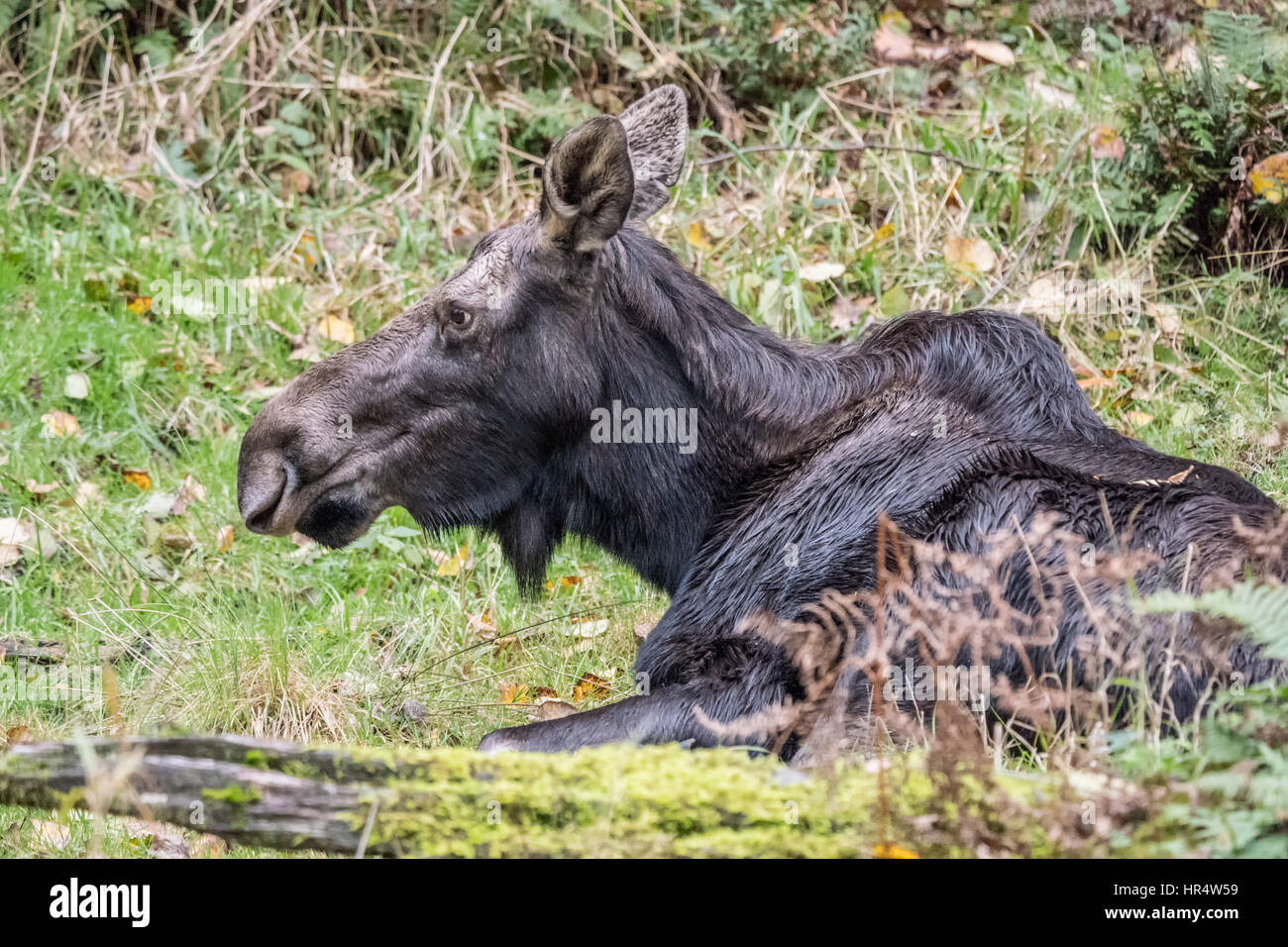 Male Moose with trimmed antlers at Northwest Trek Wildlife Park near ...
