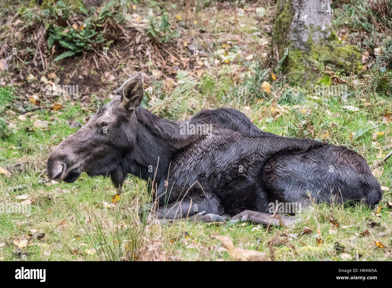 Male Moose with trimmed antlers at Northwest Trek Wildlife Park near ...