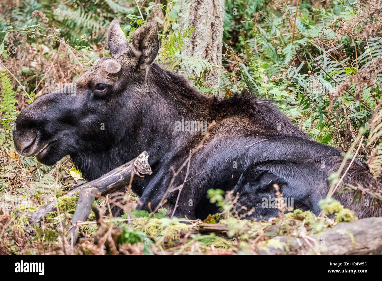 Male Moose with trimmed antlers at Northwest Trek Wildlife Park near ...