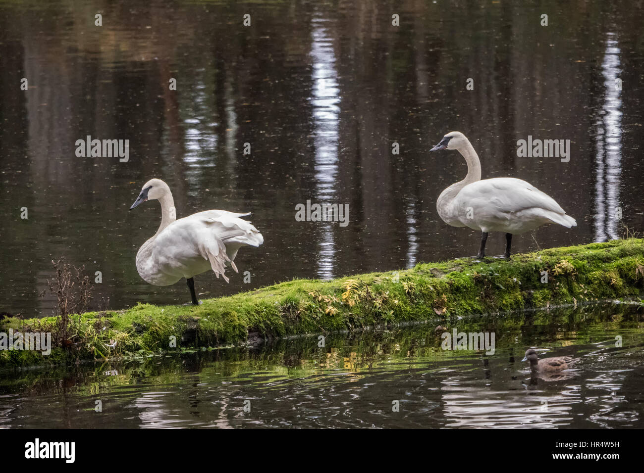 Two Trumpeter Swans resting on a moss-covered log at Northwest Trek ...