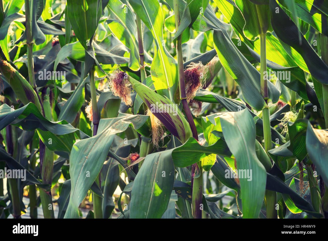 Fresh corn cob on tree hi-res stock photography and images - Alamy