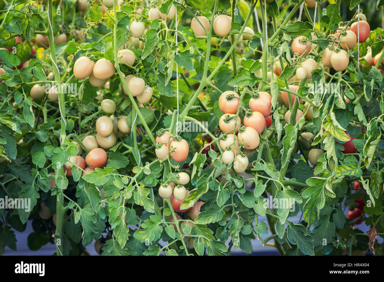 Red tomato field hi-res stock photography and images - Alamy