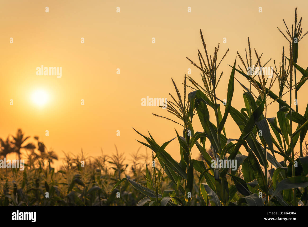 Corn plant and sunset on field Stock Photo - Alamy