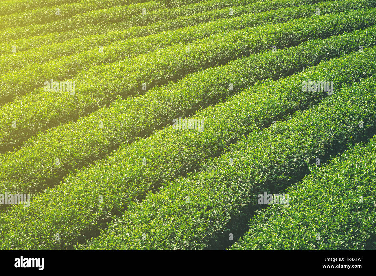 Green tea field and plantation in morning with sunlight Stock Photo - Alamy