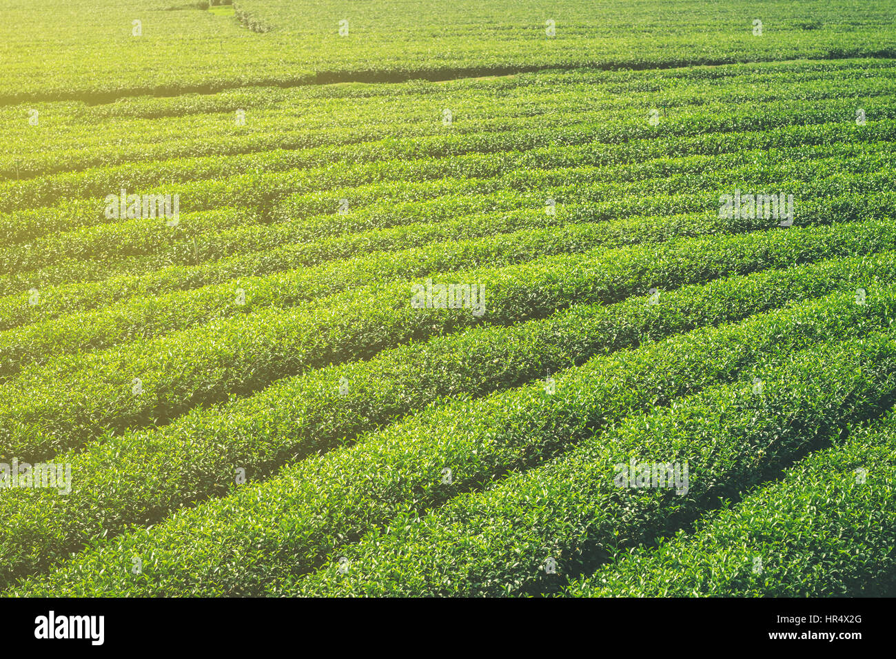 Green tea field and plantation in morning with sunlight Stock Photo - Alamy