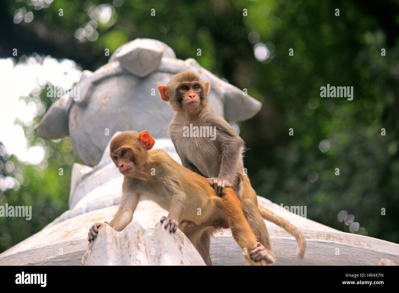 indian monkey with various expressions and posing emotions Stock Photo ...