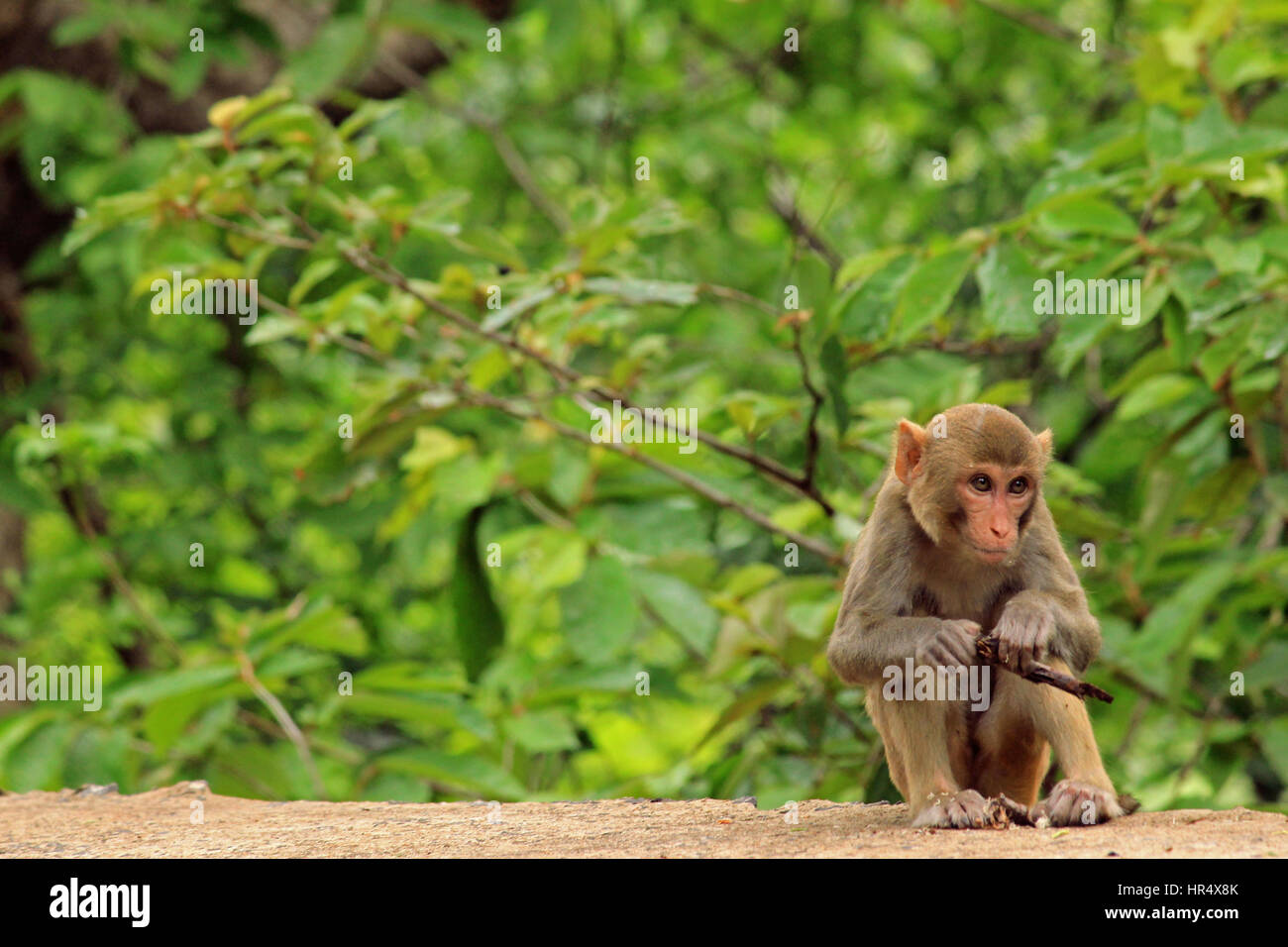 indian monkey with various expressions and posing emotions Stock Photo ...