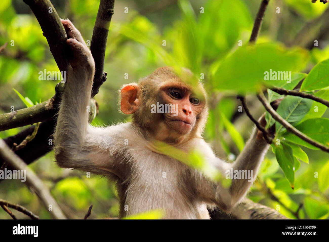 indian monkey with various expressions and posing emotions Stock Photo ...
