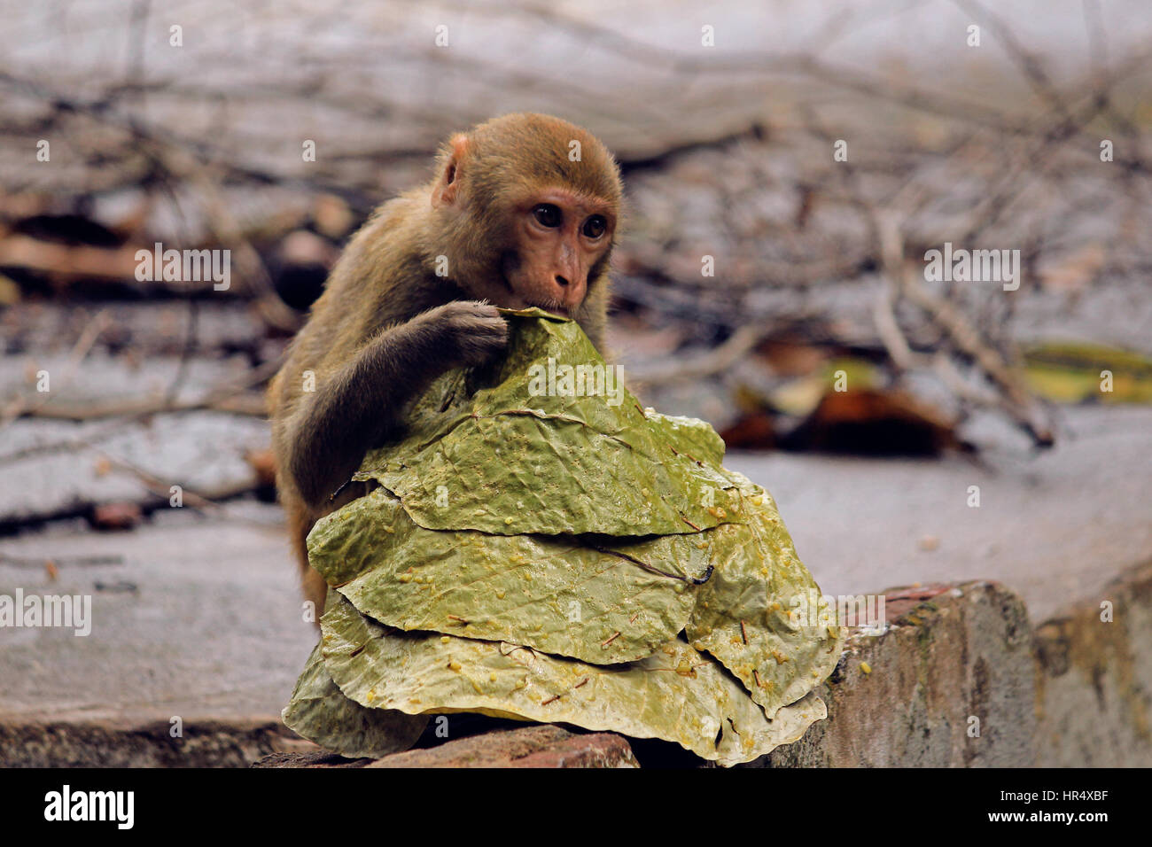 indian monkey with various expressions and posing emotions Stock Photo ...