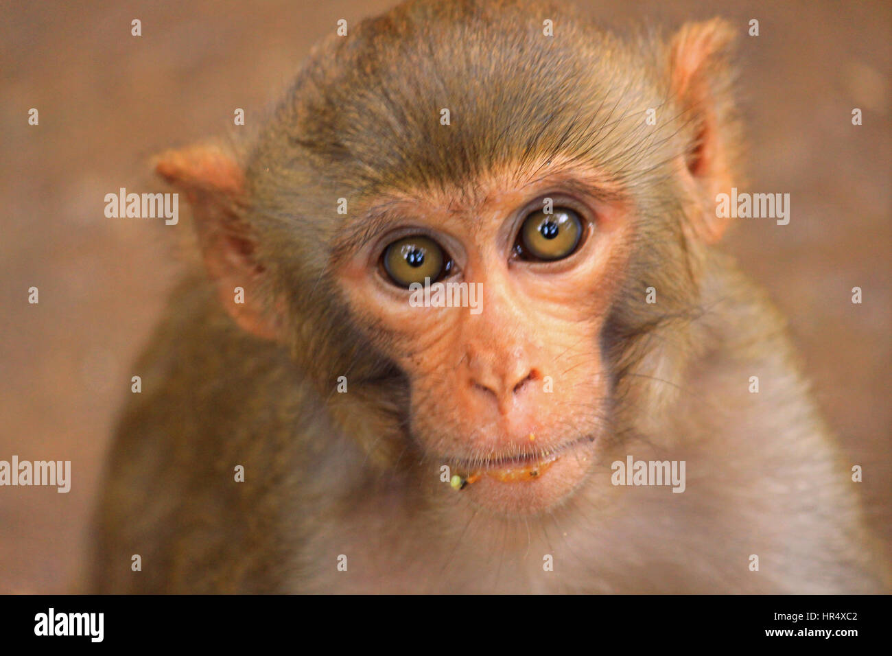 indian monkey with various expressions and posing emotions Stock Photo ...