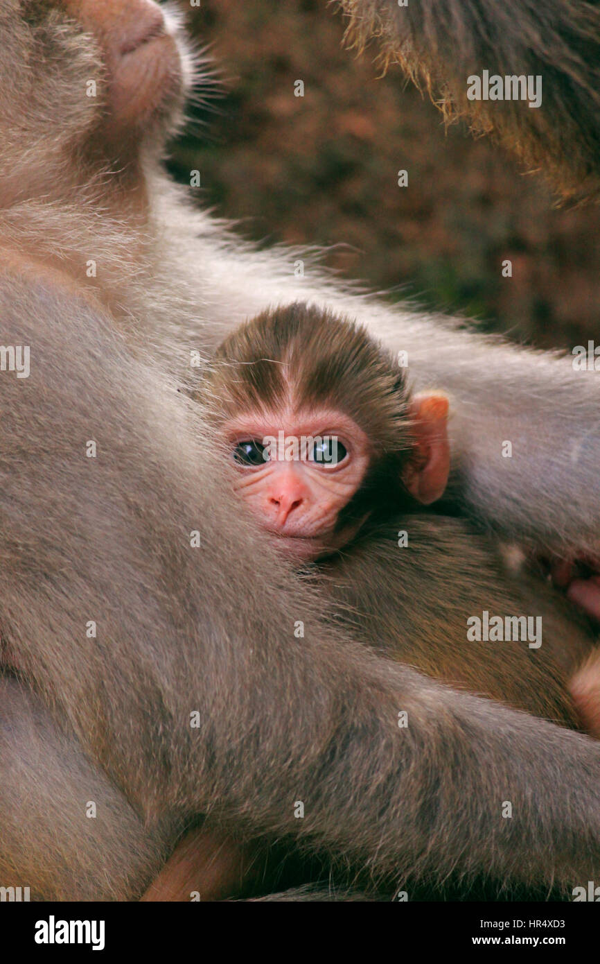 indian monkey with various expressions and posing emotions Stock Photo ...