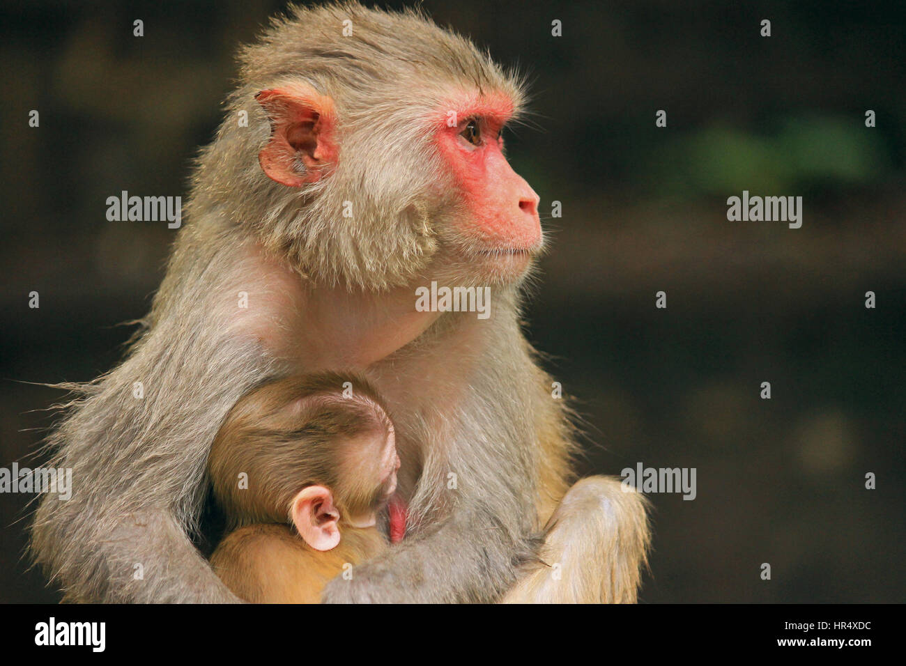 indian monkey with various expressions and posing emotions Stock Photo ...
