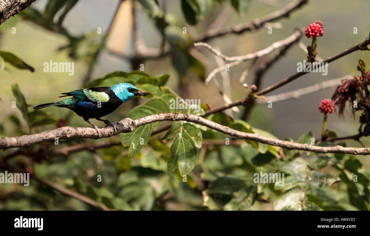 Blue necked tanager scientifically known as Tangara cyanicoilis is ...