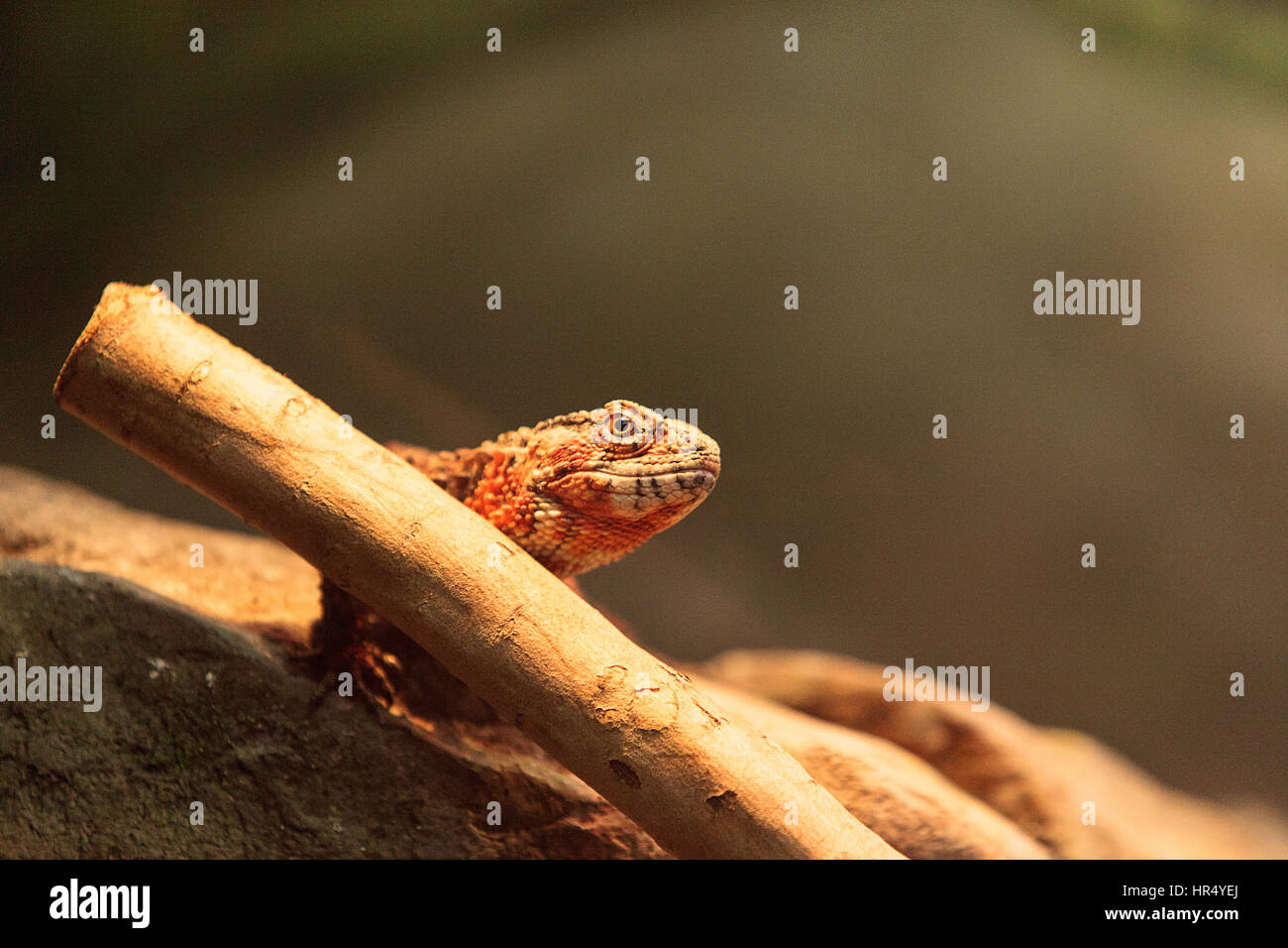 Crocodile lizard hi-res stock photography and images - Alamy