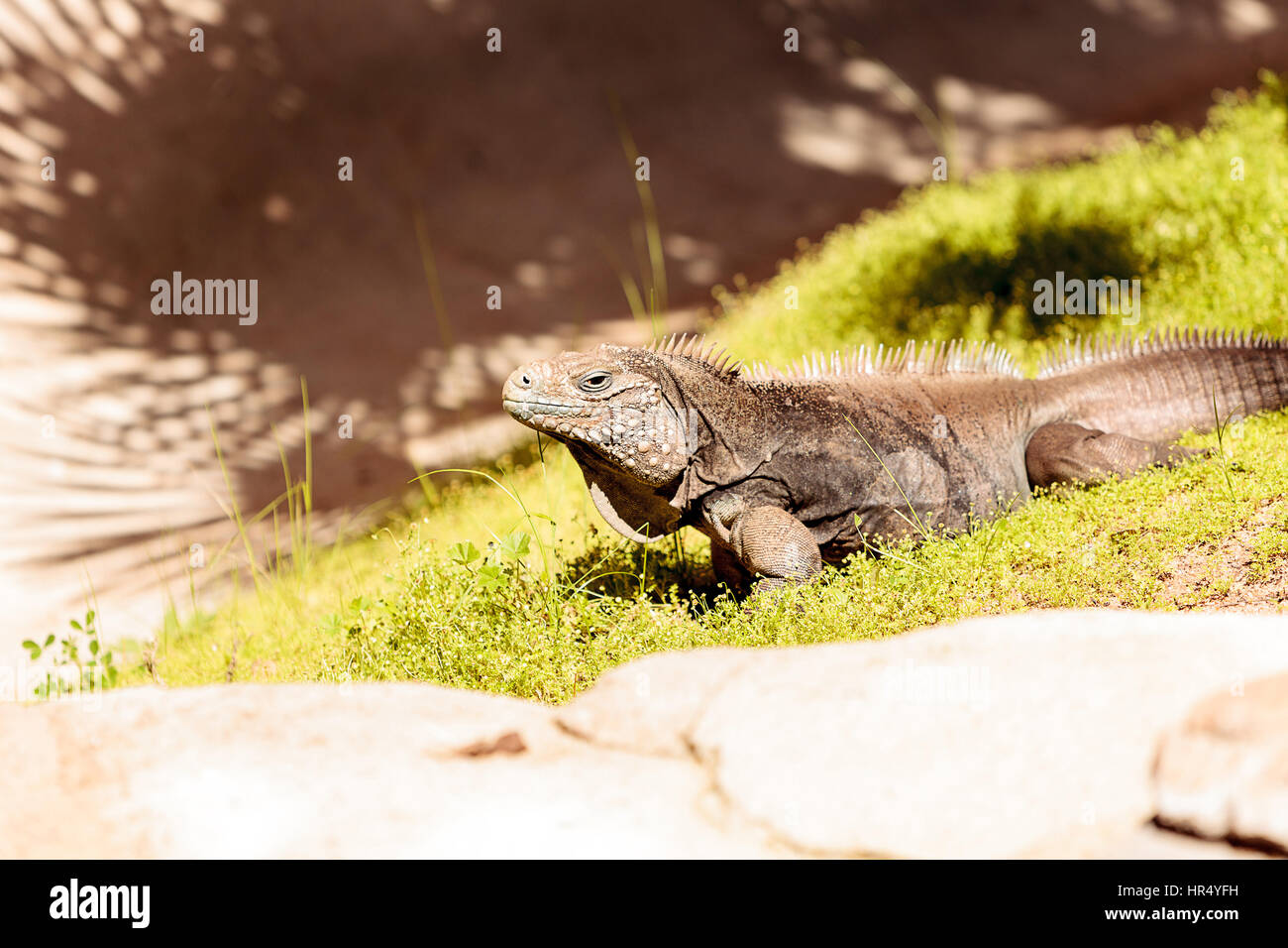 Cuban iguana cyclura nubila hi-res stock photography and images - Alamy