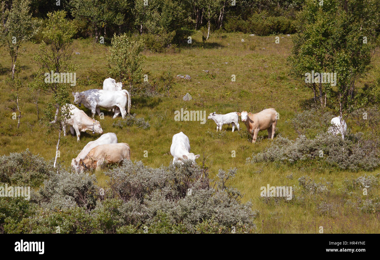 Norway farm cows hi-res stock photography and images - Alamy