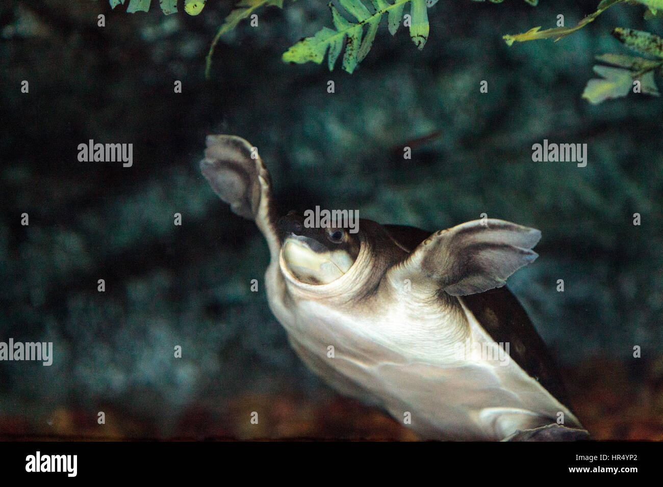 Fly river turtle known as Carettochelys insculpta is from Australia and ...