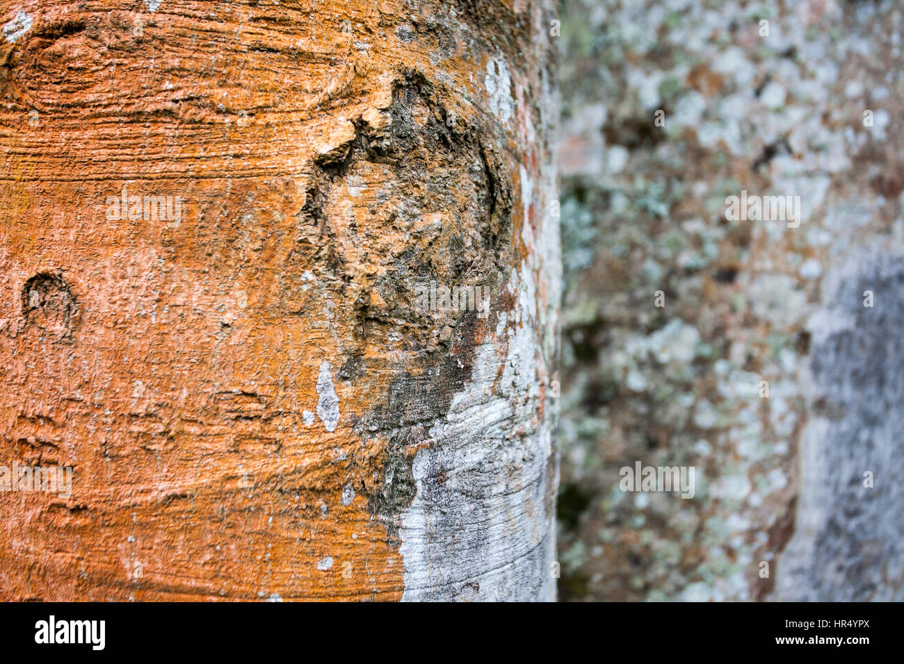 Grunge image trees hi-res stock photography and images - Alamy