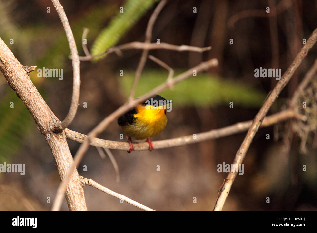Golden collared manakin known as Manacus vitellinus in a tree Stock ...