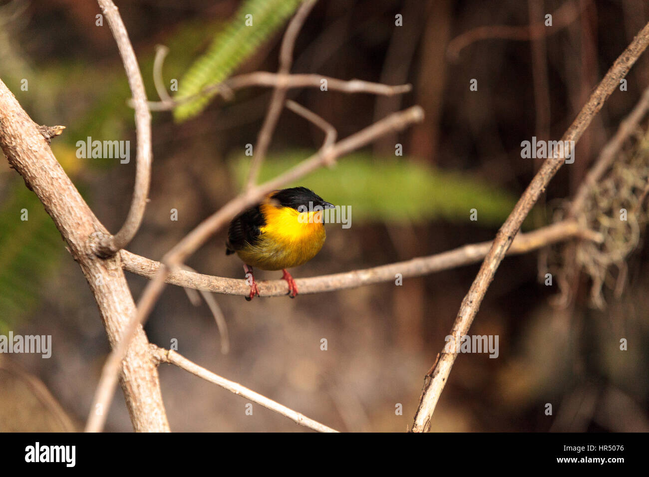 Golden collared manakin known as Manacus vitellinus in a tree Stock ...