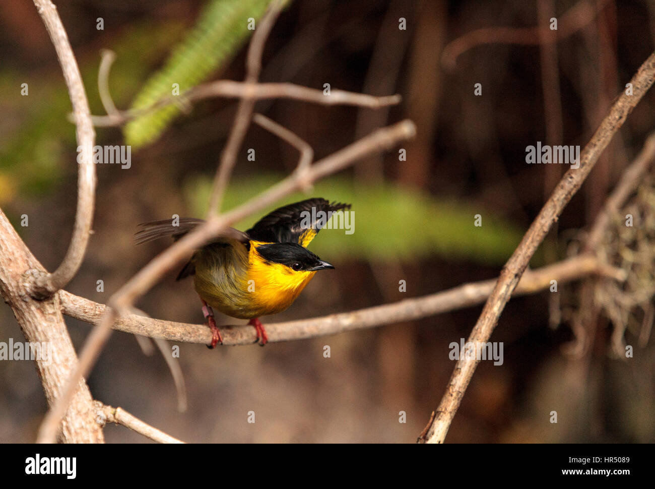 Golden collared manakin known as Manacus vitellinus in a tree Stock ...
