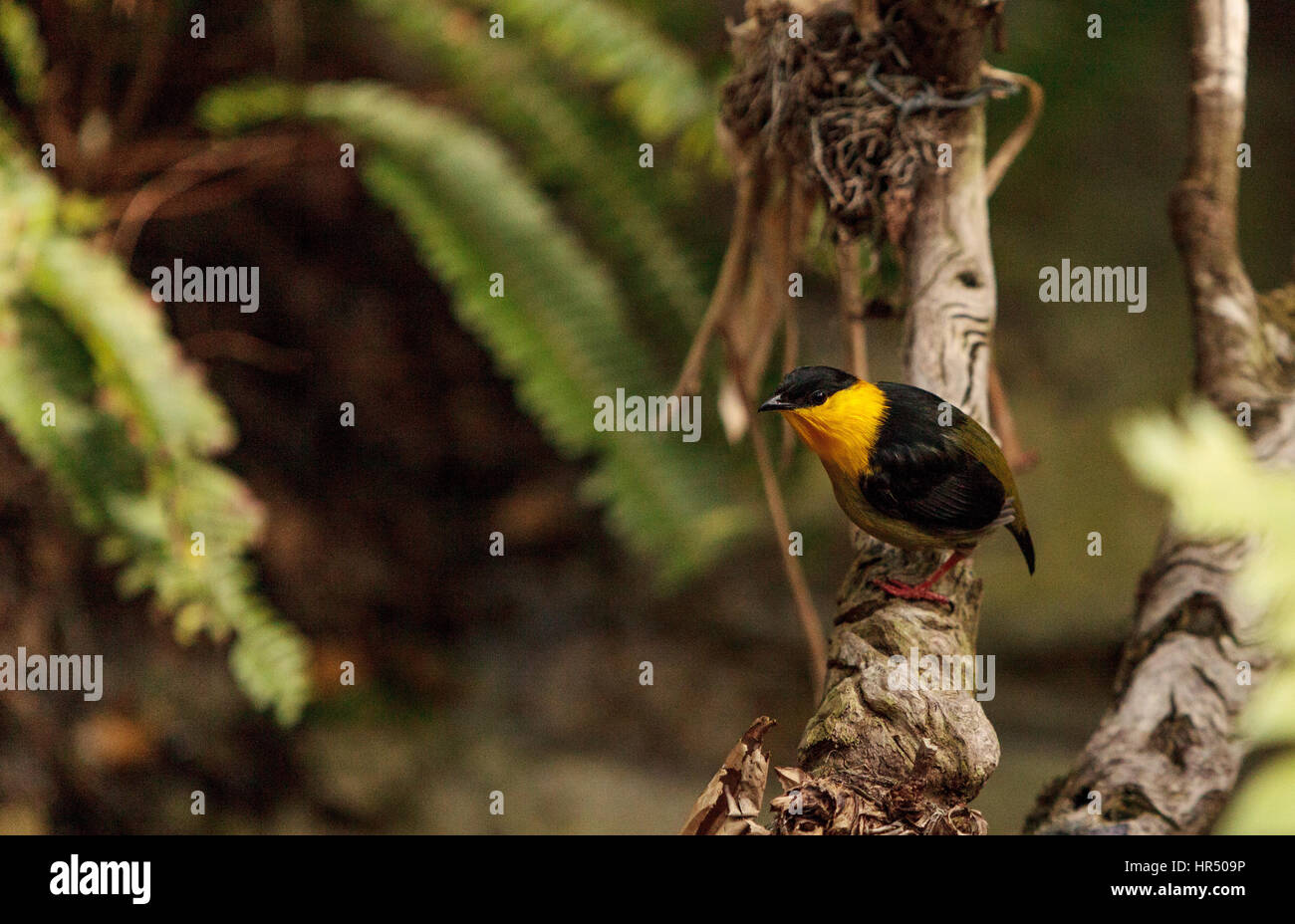 Golden collared manakin known as Manacus vitellinus in a tree Stock ...