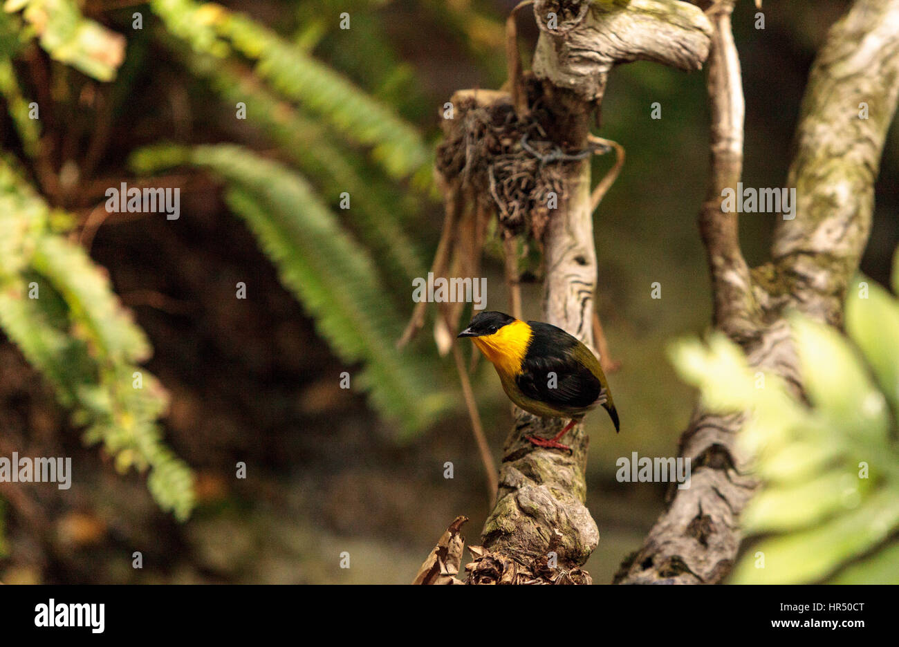 Golden collared manakin known as Manacus vitellinus in a tree Stock ...