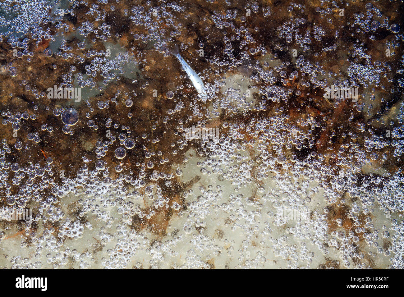 Spring ice and dead fish,texture, ice, snow, the onset of spring ...
