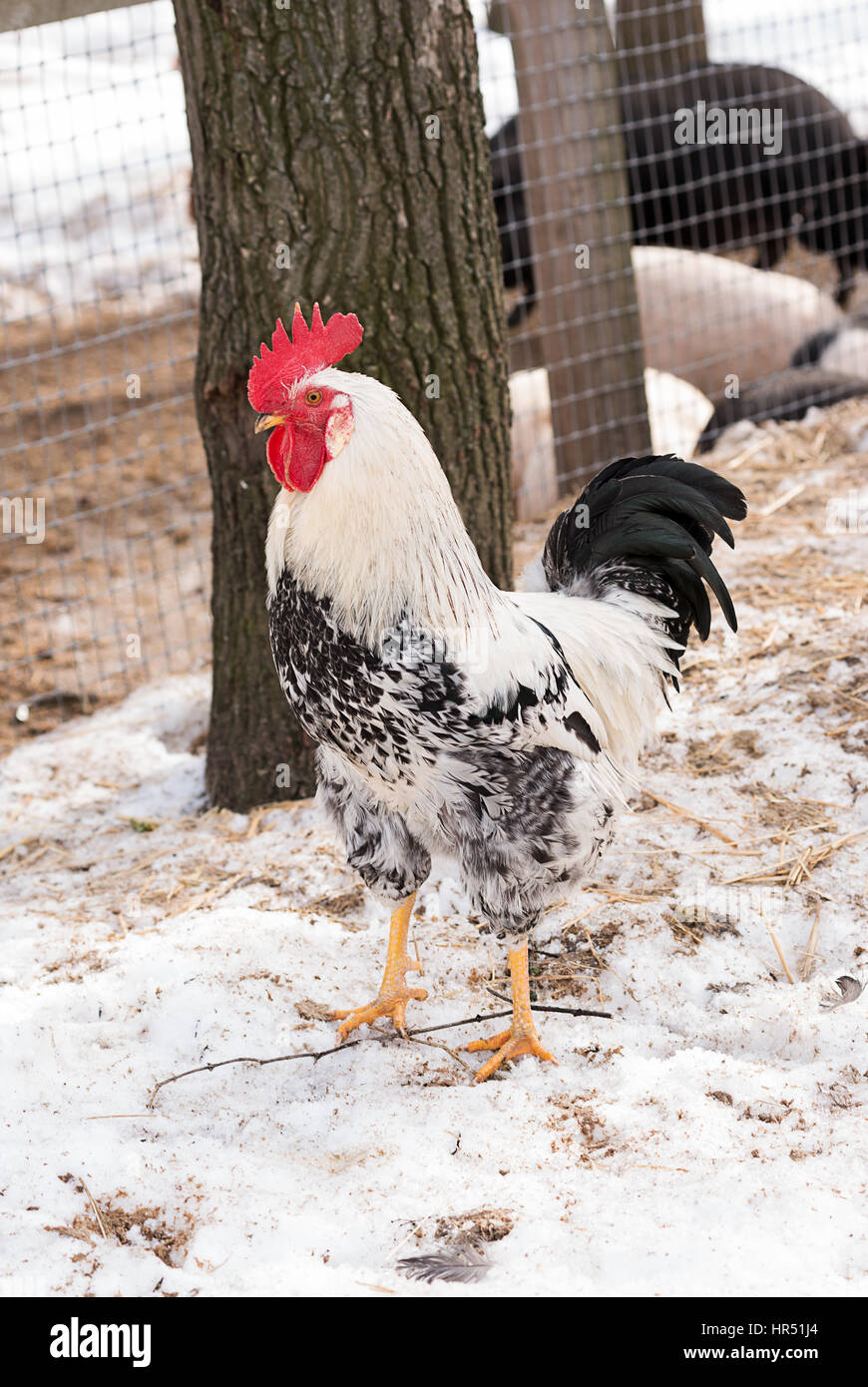 Rooster with red crest on the bird's yard in the village Stock Photo ...