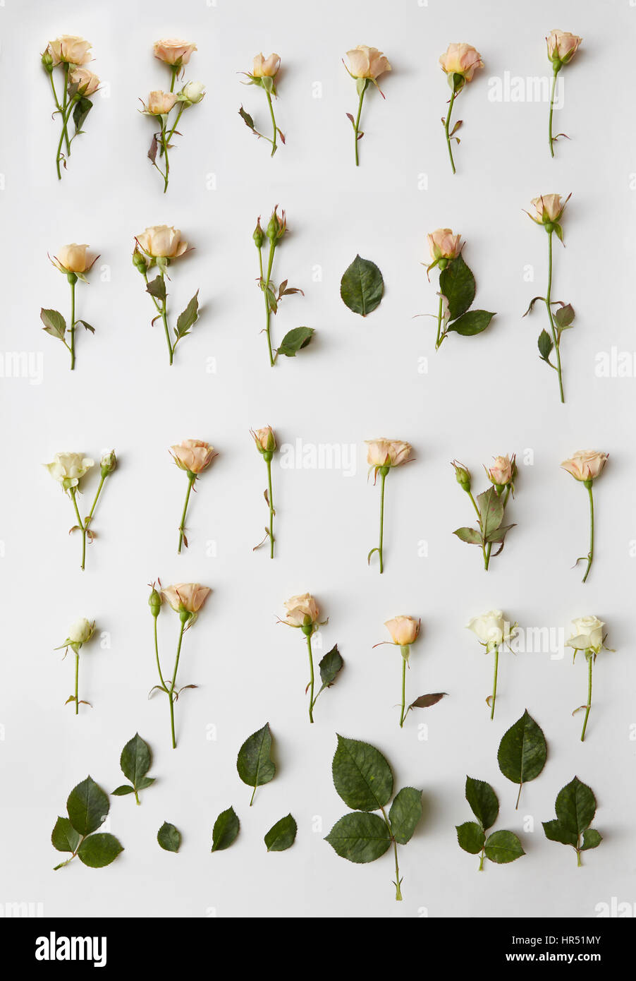 background of cut roses on a white background, flat lay Stock Photo - Alamy