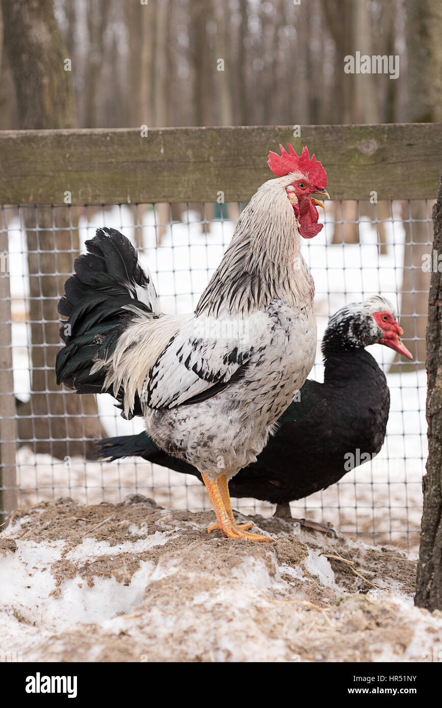 Rooster with red crest on the bird's yard in the village Stock Photo ...