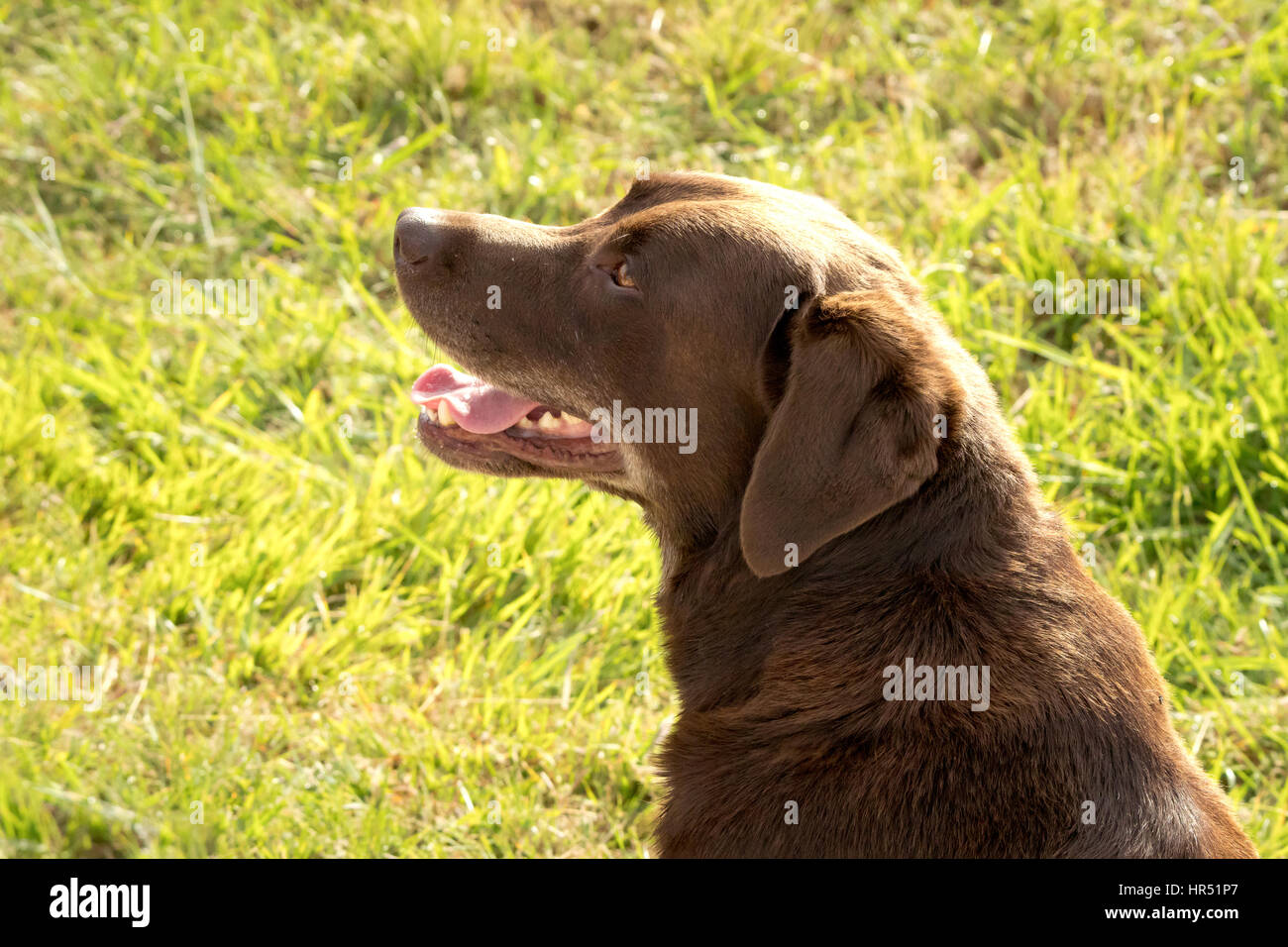 A happy and smiling chocolate colored Labrador Retriever basks in the ...