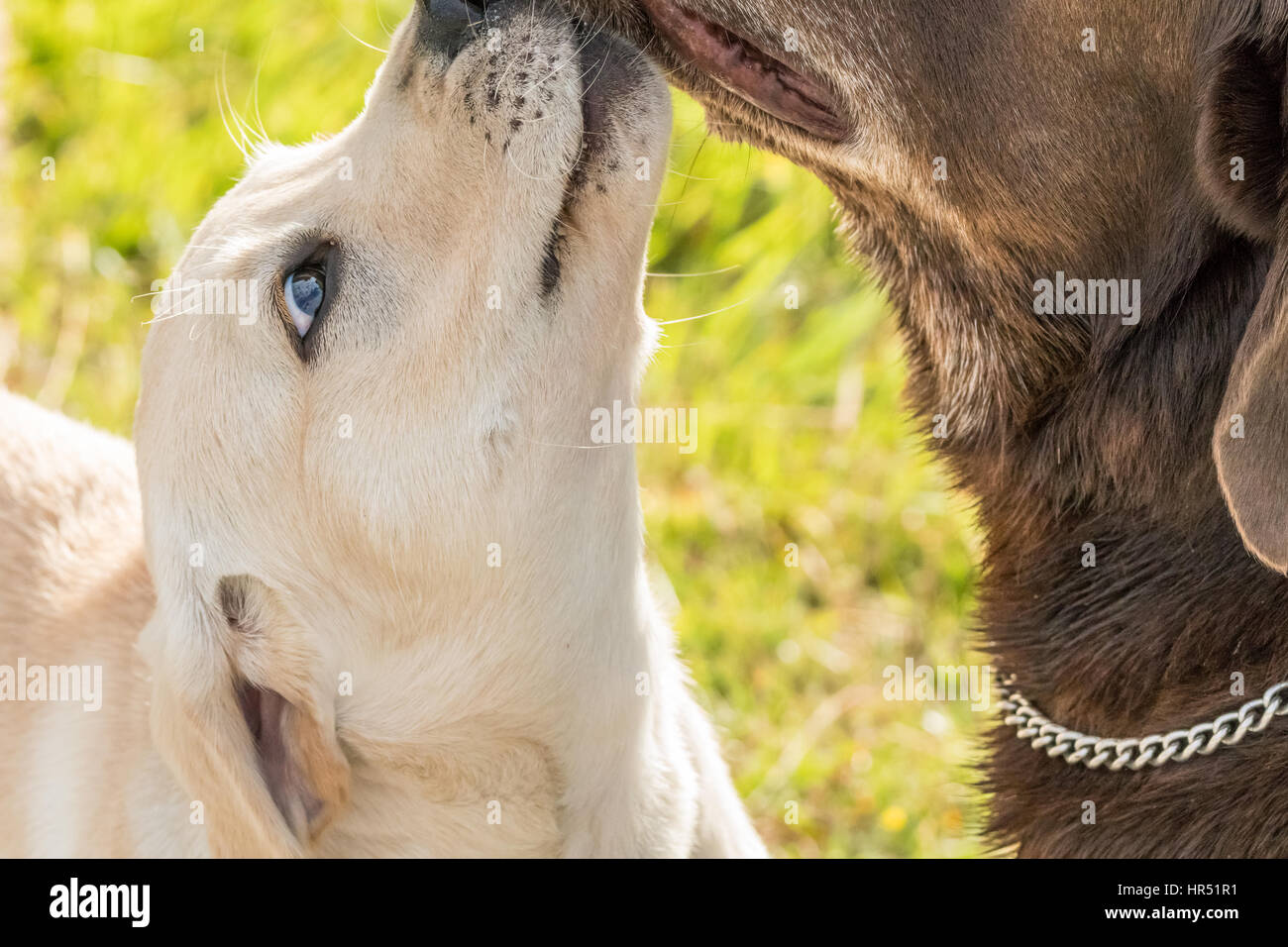 A cute yellow Labrador Retriever puppy affectionately kisses a ...