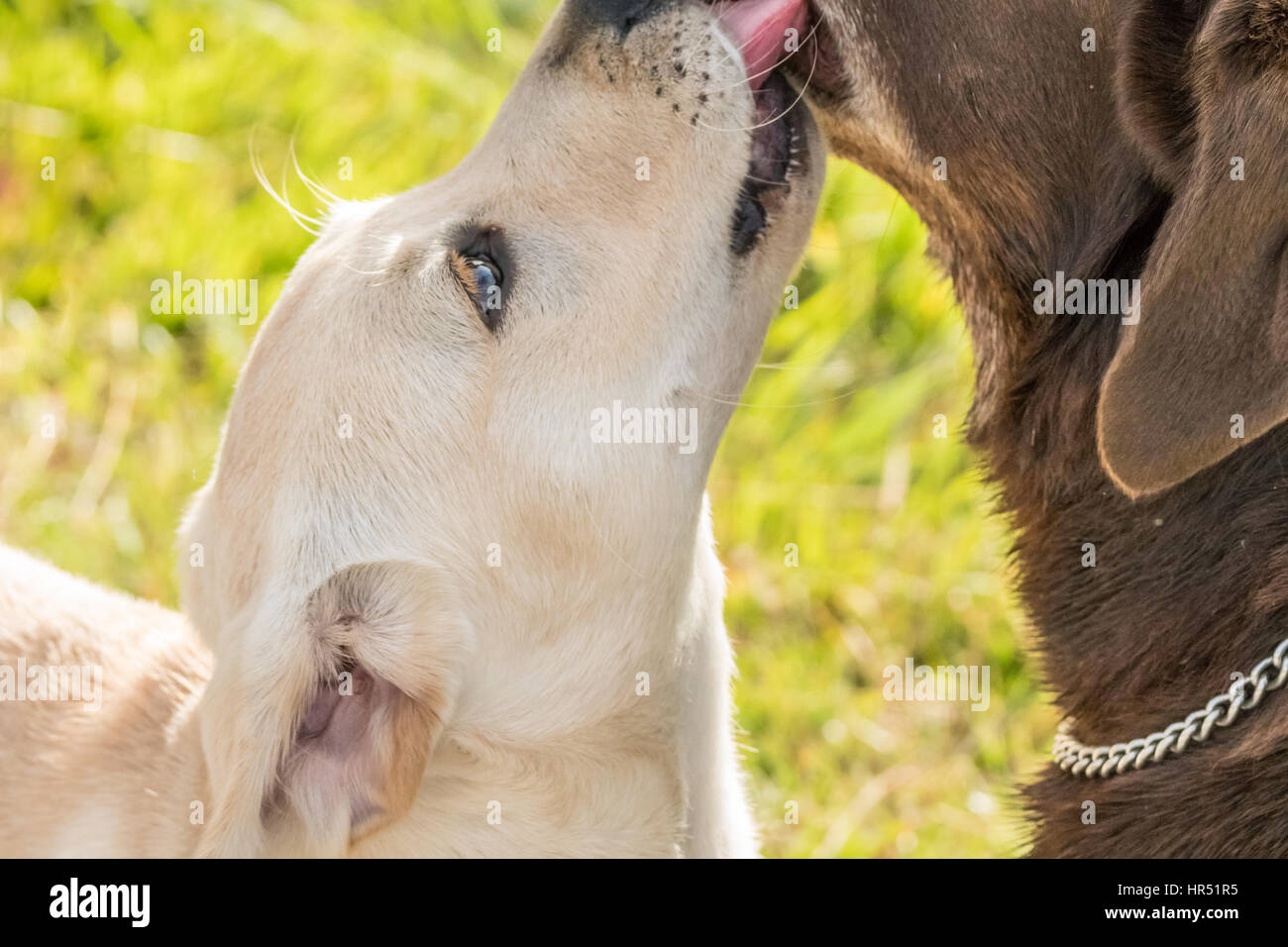 Animal tongue kiss hi-res stock photography and images - Alamy