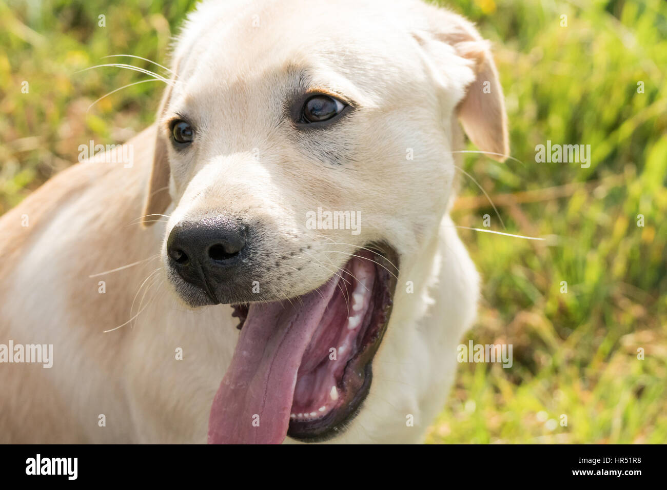 Close up image of the face and head of a happy looking Labrador ...