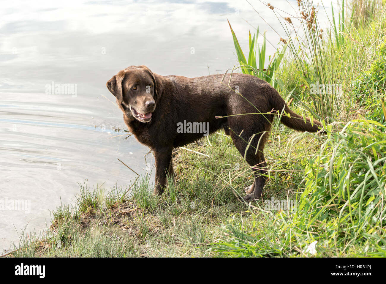 An alert adult chocolate colored Labrador Retriever stands at the water ...