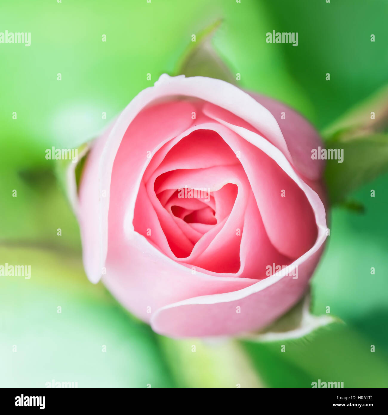 Red rose bud hi-res stock photography and images - Alamy