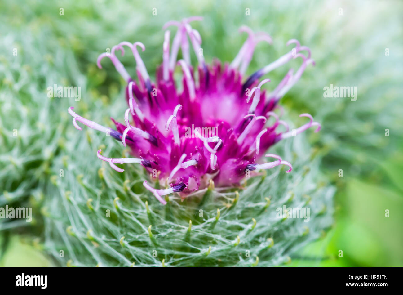 Burr plant hi-res stock photography and images - Alamy