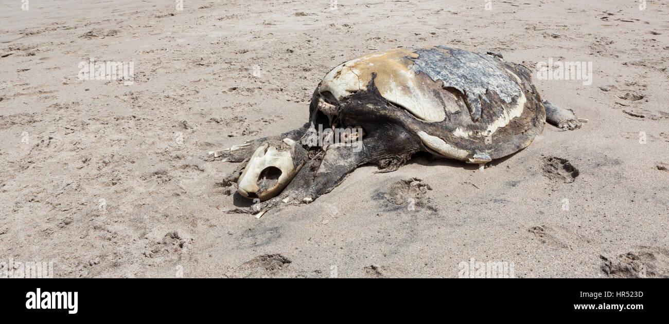 Dead sea turtle body on sand beach Stock Photo - Alamy