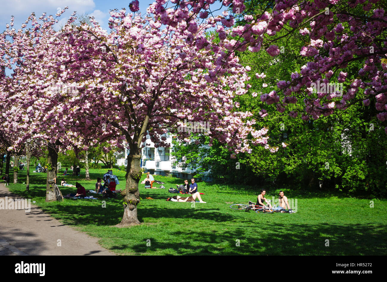 People enjoy the spring sun in a park with cherry blossom trees in ...