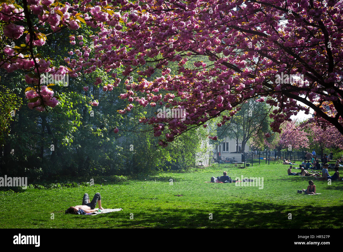 People enjoy the spring sun in a park with cherry blossom trees in ...