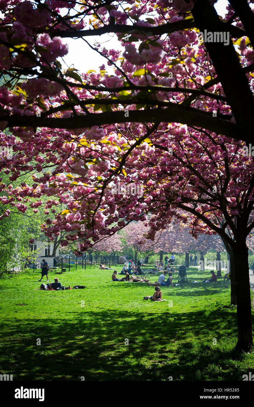 People enjoy the spring sun in a park with cherry blossom trees in ...