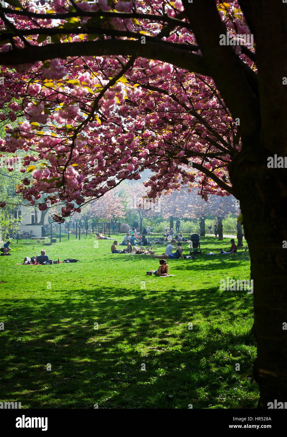 People enjoy the spring sun in a park with cherry blossom trees in ...