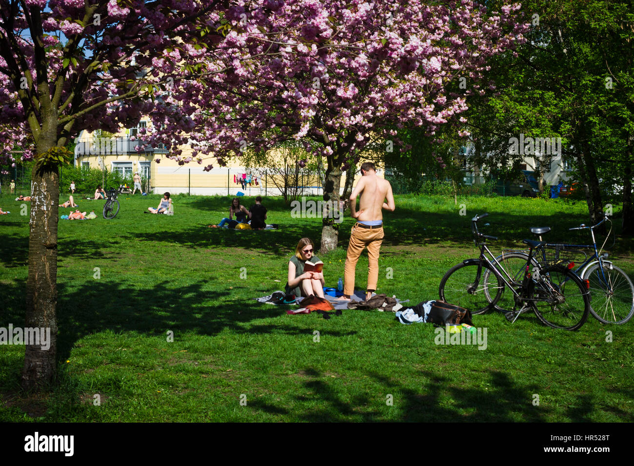 People enjoy the spring sun in a park with cherry blossom trees in ...